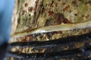 Preserving Japanese Urushi Lacquer 日本産漆保存 壱木呂の会 | KOGEI STYLING